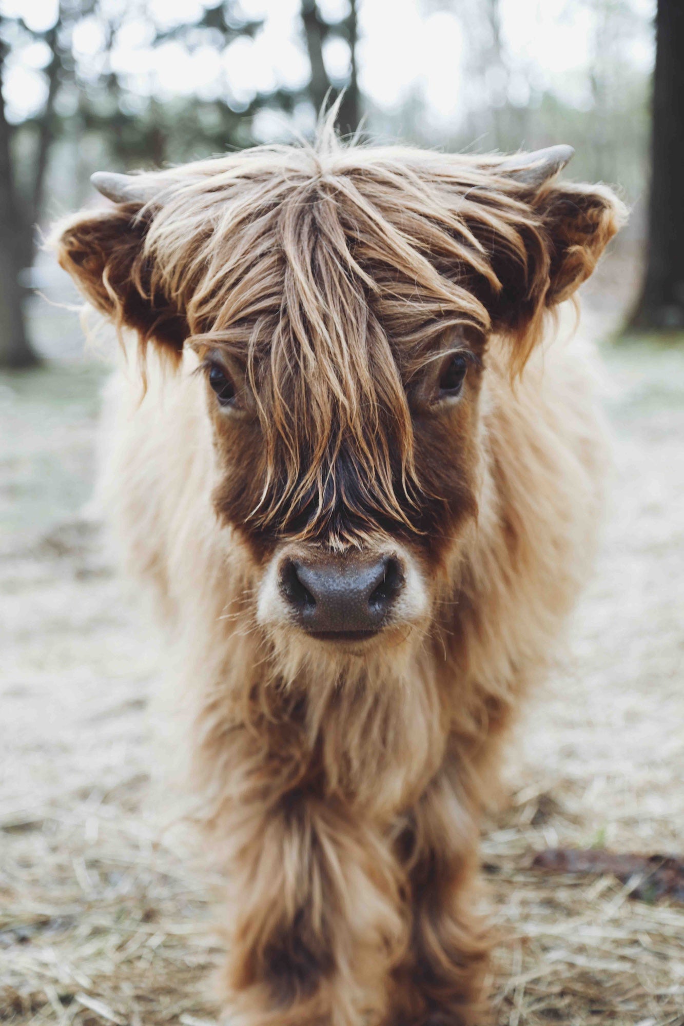 Sweet Honey Farm Day Pass – Wellness, Clarity & Coworking Farm