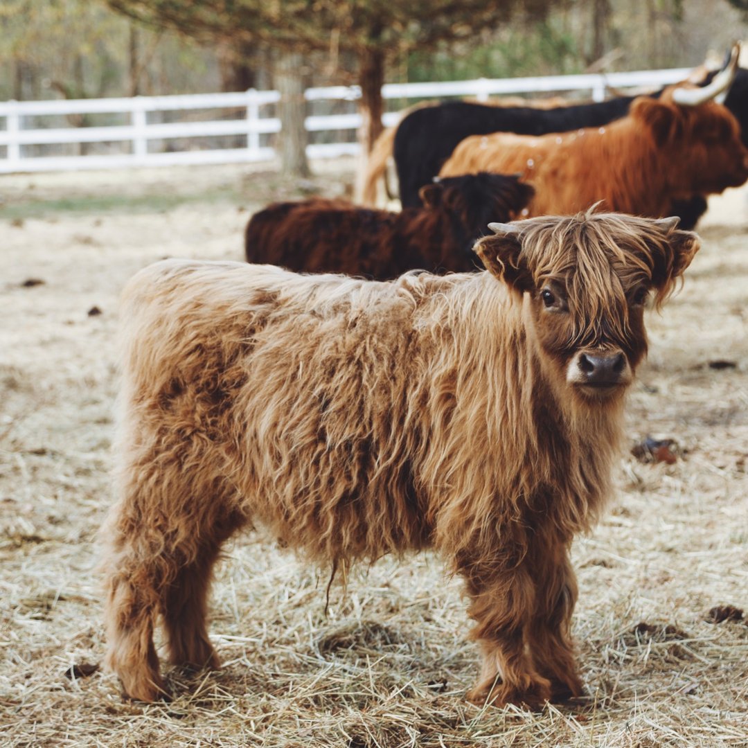 Membership Application – Sweet Honey Farm